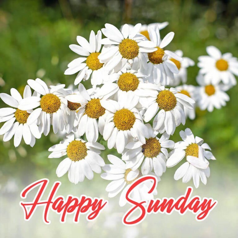 55+ Cute Happy Sunday Quotes: Happiness and Wishes - goodmorningmsg.com ...