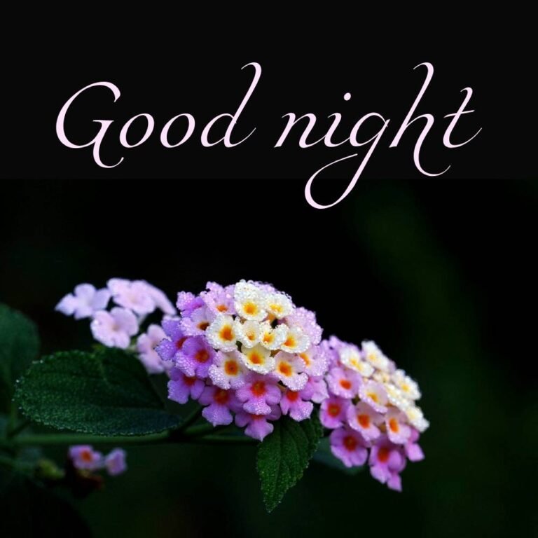 Cute Good Night Pretty Images - goodmorningmsg.com - goodmorningmsg.com