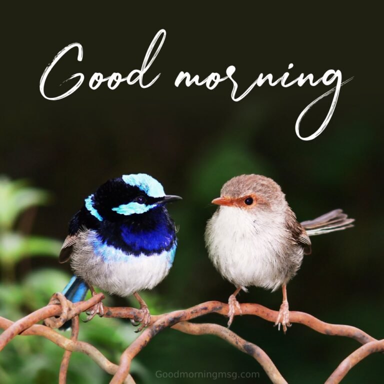Good Morning Birds Images - goodmorningmsg.com - goodmorningmsg.com