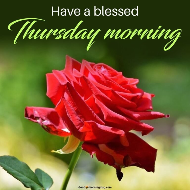 70+ Good Morning Thursday Flowers Images - goodmorningmsg.com ...