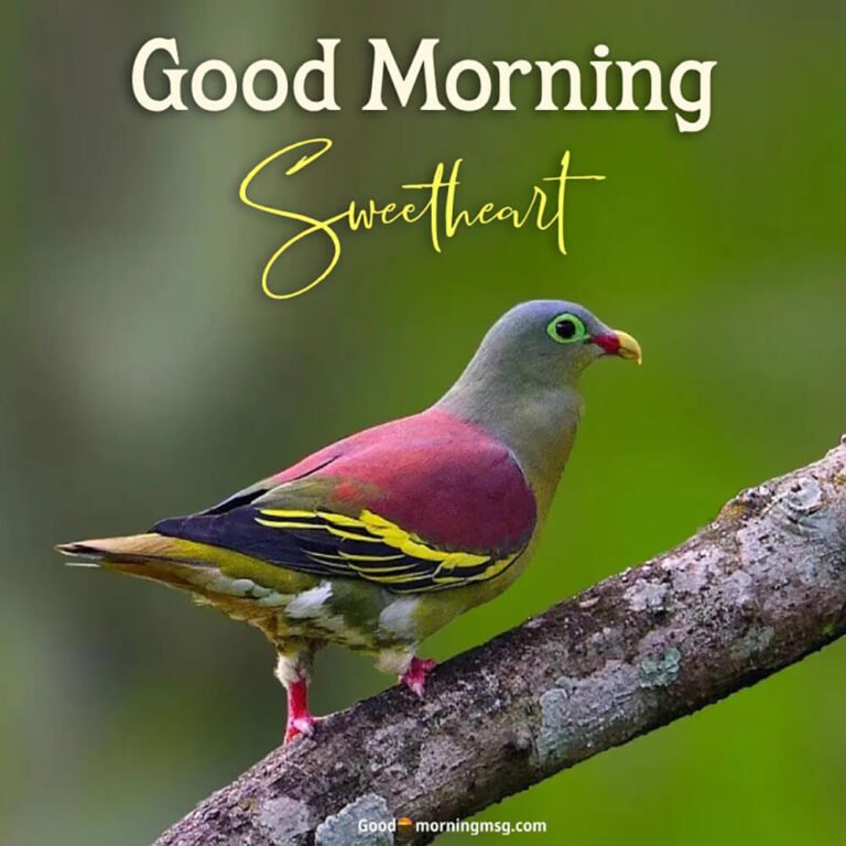 Good Morning Birds Images - goodmorningmsg.com - goodmorningmsg.com