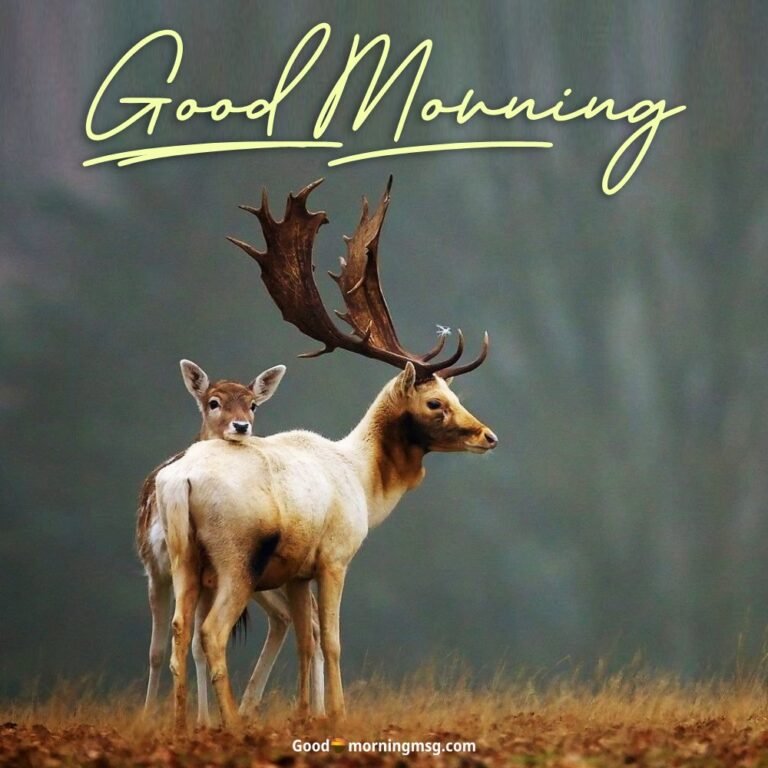 Beautiful Good Morning Images with Nature and Sunrise - goodmorningmsg ...
