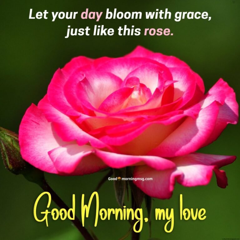 20+ Romantic Good Morning Rose Love Images and Quotes For Sweetheart ...